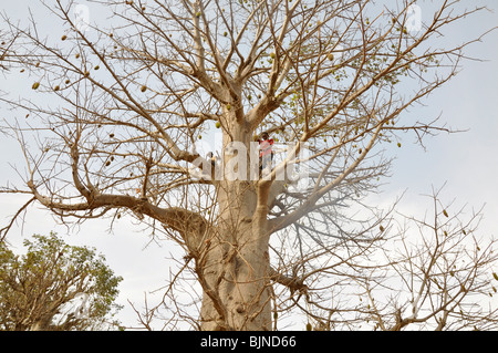 Baobab tree, The Gambia Stock Photo - Alamy