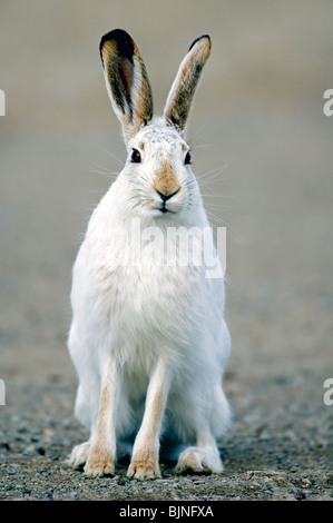 White-tailed Jack Rabbit (Lepus townsendii) running in snow, central ...