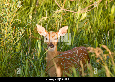 Fawn hiding in grass Stock Photo - Alamy