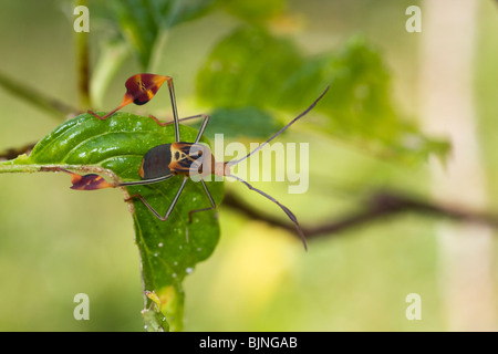 Leaf-footed / flag-footed bug (Anisocelis flavolineata: Coreidae ...