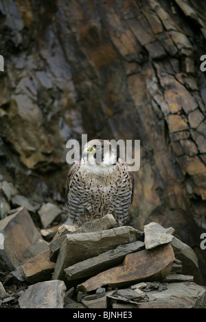 Peregrine Falcon at nest sitting on eggs Falco peregrinus Australia ...