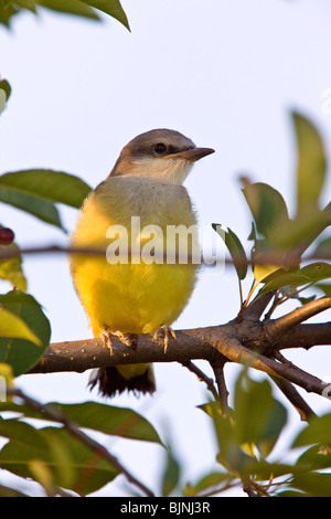 Baby Western Kingbird perched in tree Stock Photo - Alamy