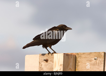 Crow fledgling perched on sign Stock Photo - Alamy