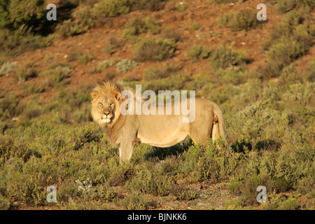 A lone Male Lion at dusk, South Africa Stock Photo - Alamy