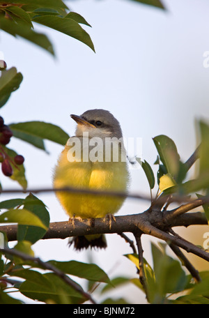 Baby Western Kingbird perched in tree Stock Photo - Alamy