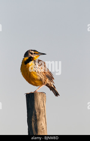 Western Meadowlark (Sturnella neglecta Stock Photo - Alamy