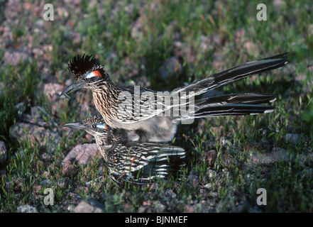 Greater roadrunner (Geococcyx californianus) mating, Anza-Borrego ...