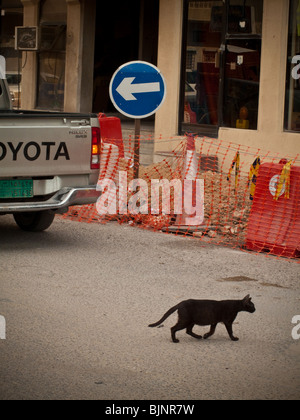 Cats of Doha Stock Photo - Alamy