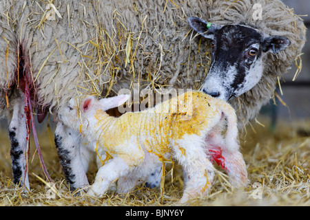 A new born lamb suckling and feeding from its mother in a pen full of ...