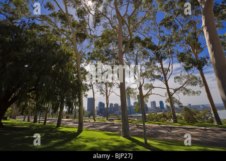 Eucalyptus trees in the Kings Park, Perth Australia Stock Photo - Alamy