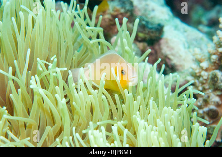 Clown Fish in Chuuk, Micronesia Stock Photo - Alamy
