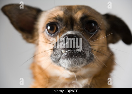 Small Chihuahua toy dog with pretty face and dark eyes with soft long ...