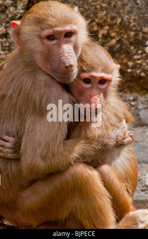two monkeys holding each other Stock Photo - Alamy