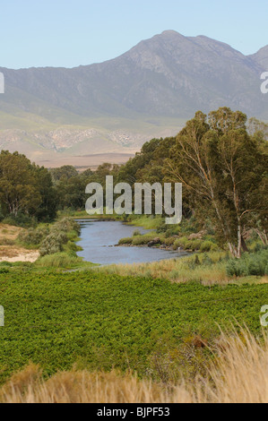 Vines in the Breede River area at Robertson western cape South Africa ...
