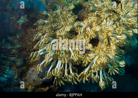 soft Coral polyps Goniopora tentacles polyps feed feeding REEF ...
