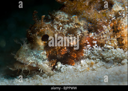 stone fish dive camouflage reef mauritius salt water sea ocean water ...