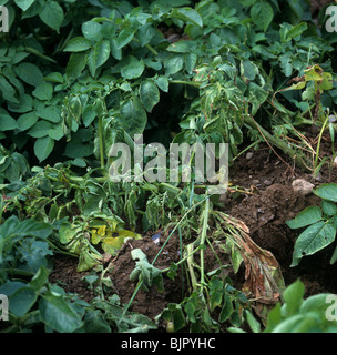 Ring rot Corynebacterium sepedonicum potato tuber stolon end damage ...