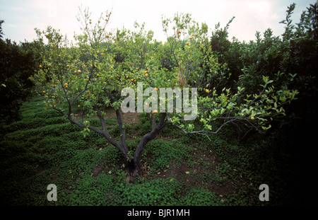 Weak dying clementine tree with basal rot Phytophthora citrophthora ...