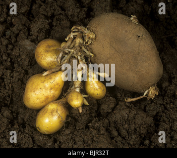 Secondary tuber growth caused by glyphosate phytotoxicity Stock Photo ...