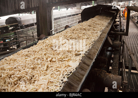Conveyor belt of a Sugar Factory Stock Photo - Alamy