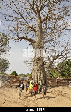 Baobab tree, The Gambia Stock Photo - Alamy