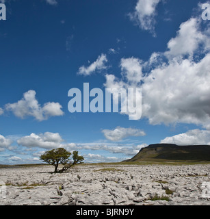 White Scars limestone pavement, Ingleborough, Yorkshire Dales, England ...