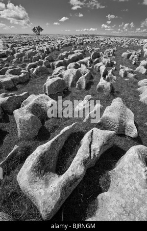White Scars limestone pavement, Ingleborough, Yorkshire Dales, England ...