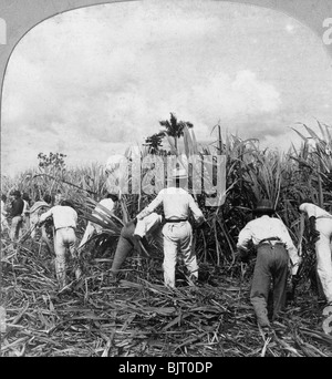 Cutting the sugar cane, Porto Rico , Sugar plantations, Sugarcane ...