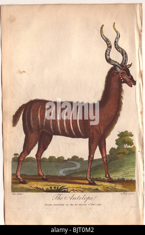 Antelope or impala Aepyceros melampus . Hand-colored copperplate ...