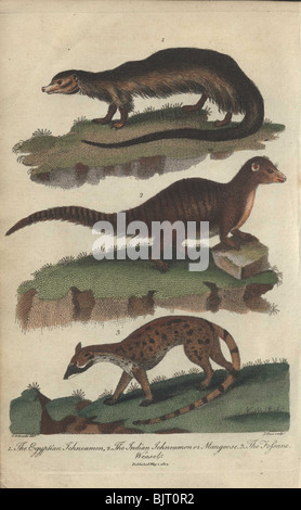 Depicted Egyptian Mongoose (Herpestes ichneumon Stock Photo - Alamy