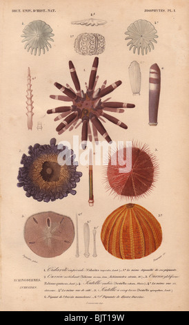 Colorful shell of Sea Urchin or Urchin is round and spiny with orange ...