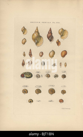 A variety of snails or gastropods (previously known as univalves and ...