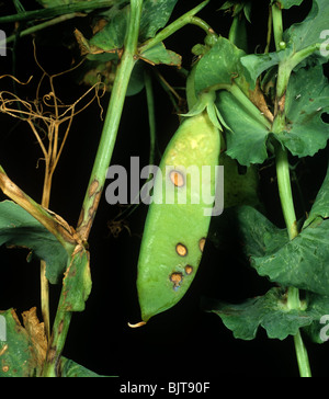 Pea leaf and stem spot, Ascochyta pisi, lesions with pycnidia on ...