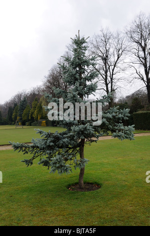 A small Colorado blue spruce tree in the ground Stock Photo - Alamy