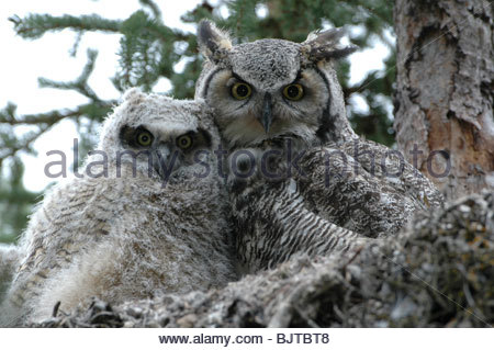 Great Horned Owl nest Denali National Park Alaska Stock Photo: 19433564 ...