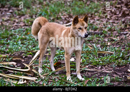 This dingo was seen at Territory Wildlife Park Berry Springs near ...