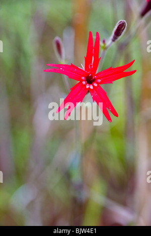 Fire pink flower plant silene virginica Stock Photo - Alamy