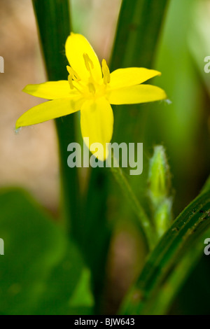 Yellow Star Grass, Hypoxis hirsuta Stock Photo - Alamy