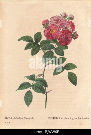 Bloom of climbing Seven Sisters roses, pink and crimson blooms in a ...