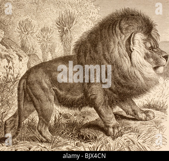 A 19th century illustration of a now extinct TARPAN also known as a ...