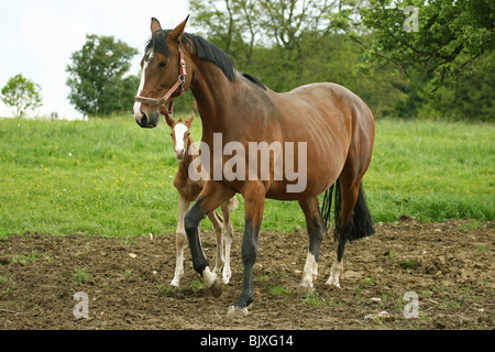 A mare with her foal walks by Stock Photo - Alamy