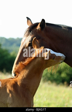 Foal scratching its head Stock Photo - Alamy