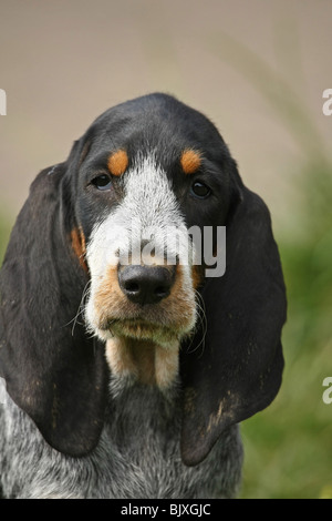 Griffon Bleu de Gascogne (Canis lupus familiaris), Galicia, Spain Stock ...