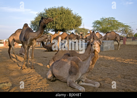 India, Rajasthan, Bikaner, Camel breeding farm Stock Photo - Alamy