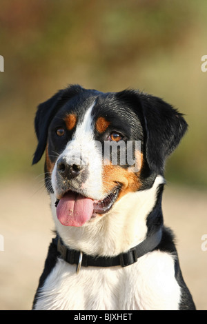 Great Swiss Mountain Dog Stock Photo - Alamy