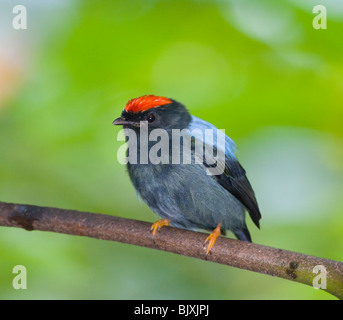 Blue-backed Manakin (Chiroxiphia pareola) pair of males dancing, Tobago ...