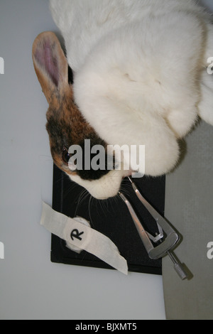 Vet doctor checking white rabbit teeth Stock Photo - Alamy