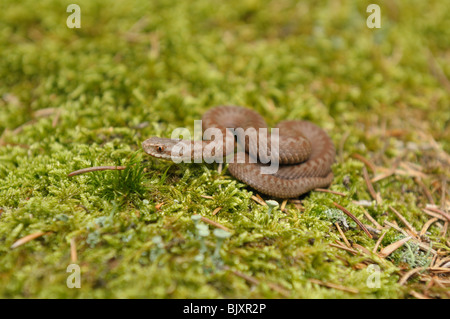 Nikolsky's adder, forest-steppe adder (Vipera nikolskii, Vipera berus ...