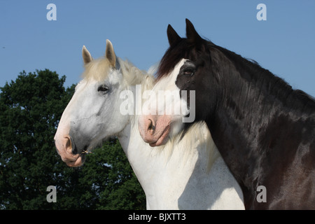 Portrait of two white Shire horses in a field ready to start ploughing ...