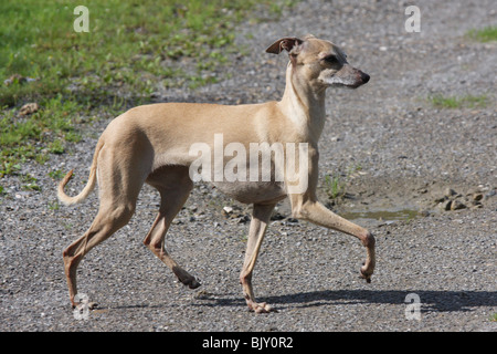 Italian Greyhound. Adult dog running on a meadow. Germany Stock Photo ...